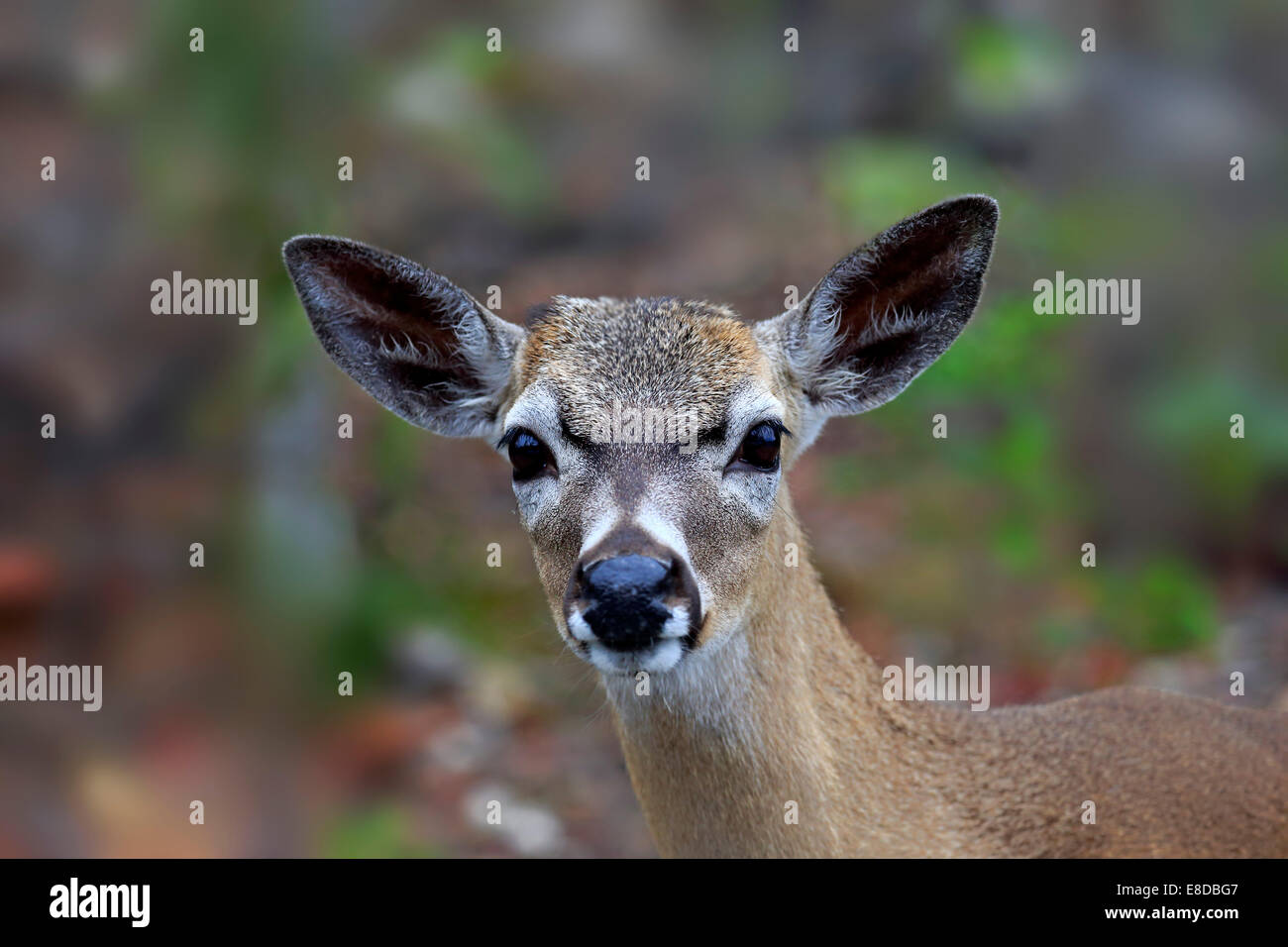 Key-white-tailed deer (Odocoileus virginianus clavium), adult, female ...