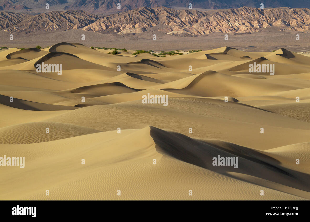 Mesquite Flat Sand Dunes in the evening light, the foothills of the ...