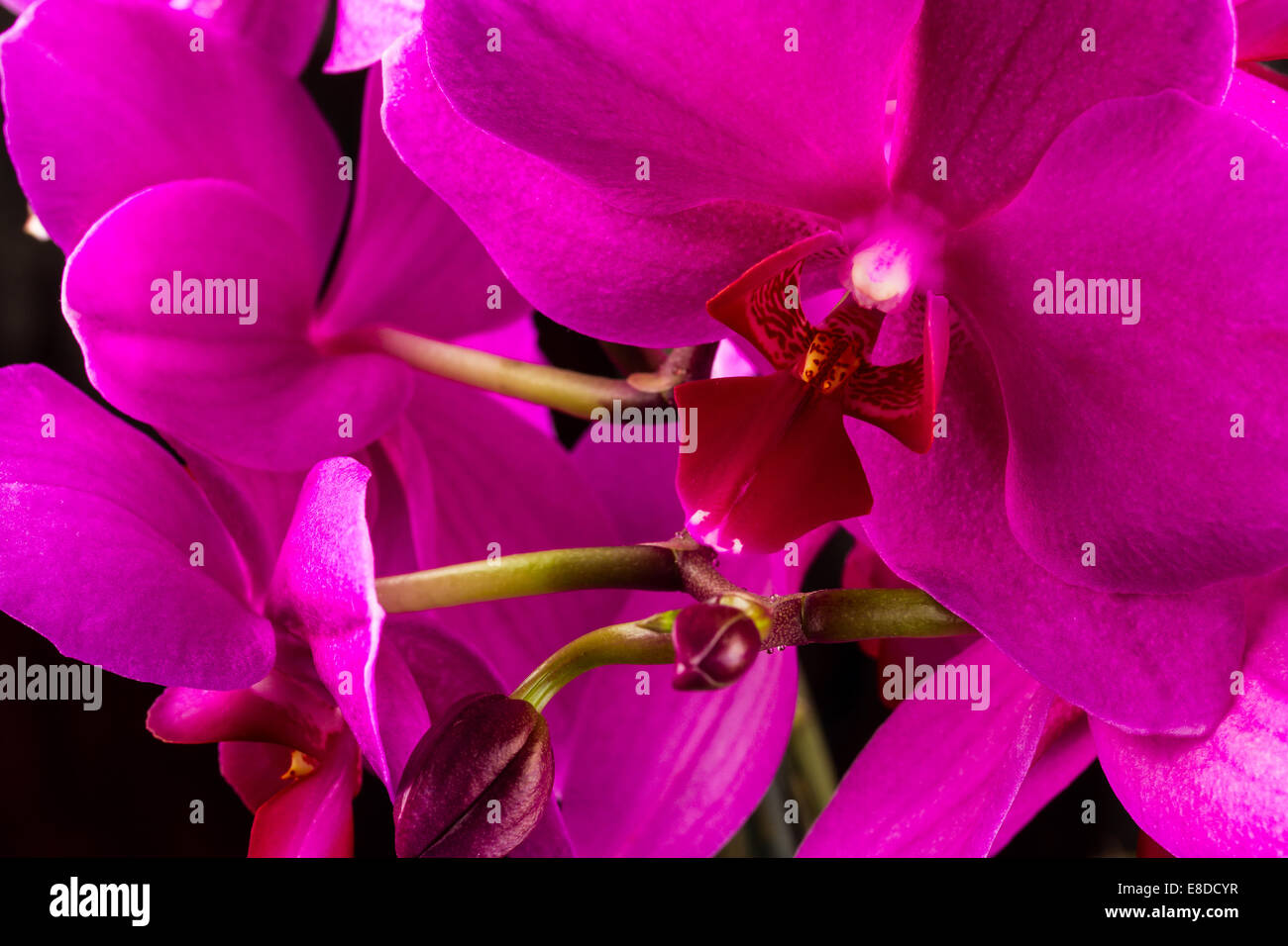 wonderfull red orchid on dark background Stock Photo - Alamy