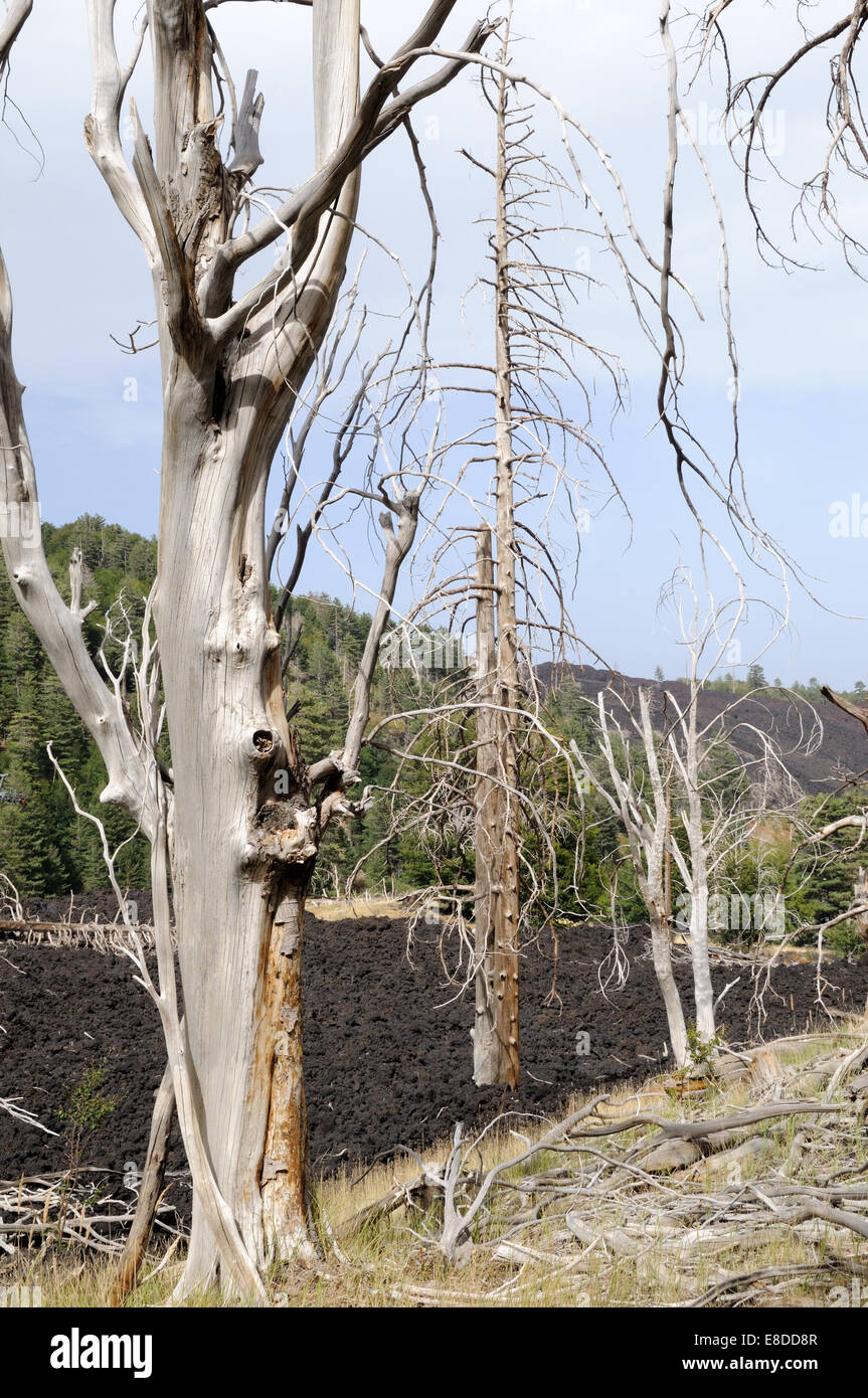 White burnt dead trees and lumps of twisted lava Mount Etna SicilyI ...