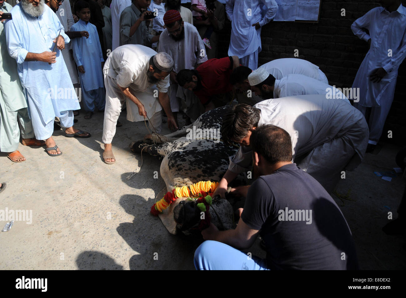 Eid al adha slaughter cow hi-res stock photography and images - Alamy