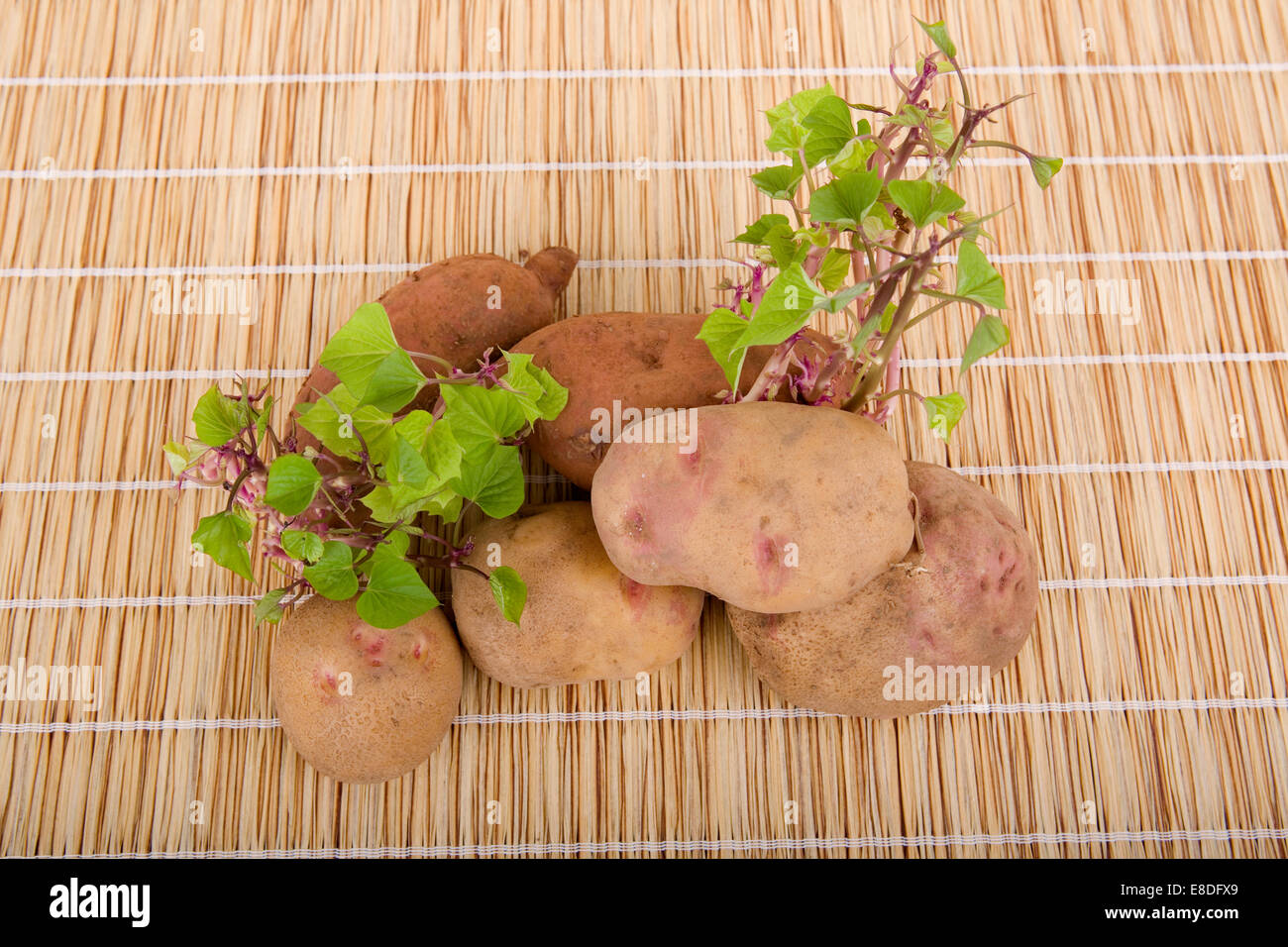 Young potatoes grow in hi-res stock photography and images - Alamy
