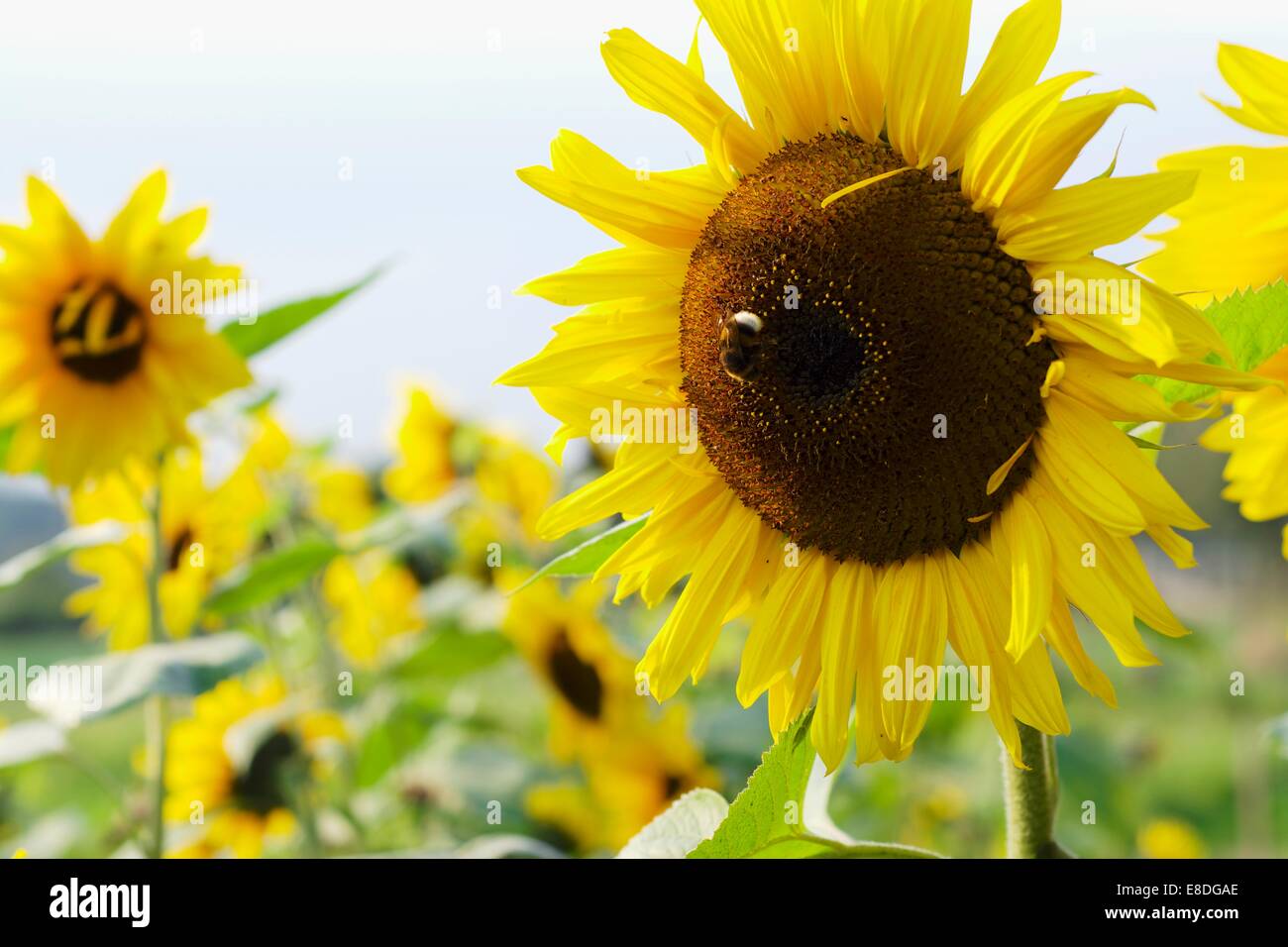 Humble bee hi-res stock photography and images - Alamy