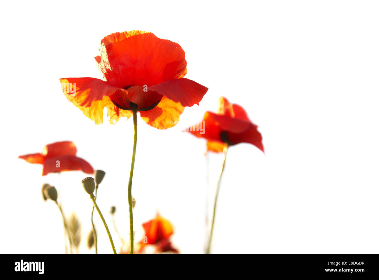 Beautiful red poppies isolated on white background Stock Photo - Alamy