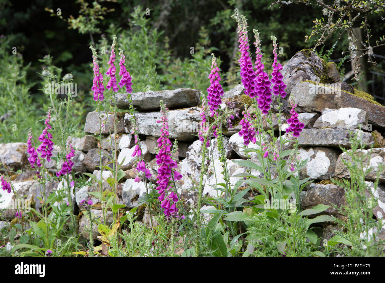 Foxgloves (Digitalis) growing in front of a dry stone wall. England, UK ...