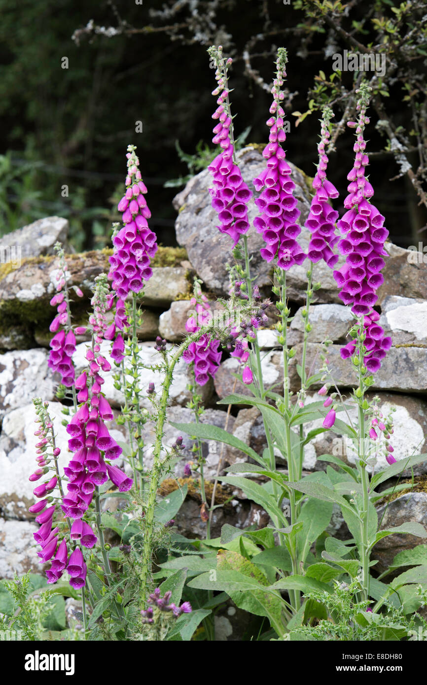 British foxgloves hi-res stock photography and images - Alamy