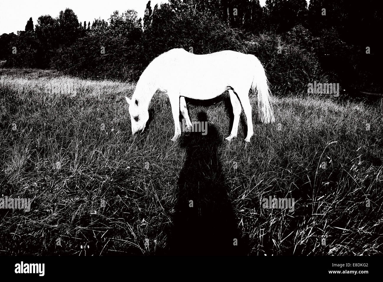 Horse shadow hi-res stock photography and images - Alamy