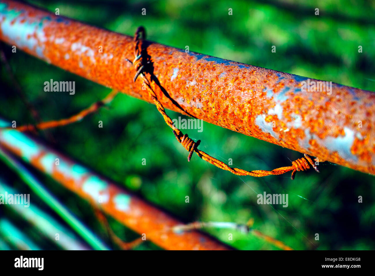 rusty barbed wire on gate Stock Photo - Alamy