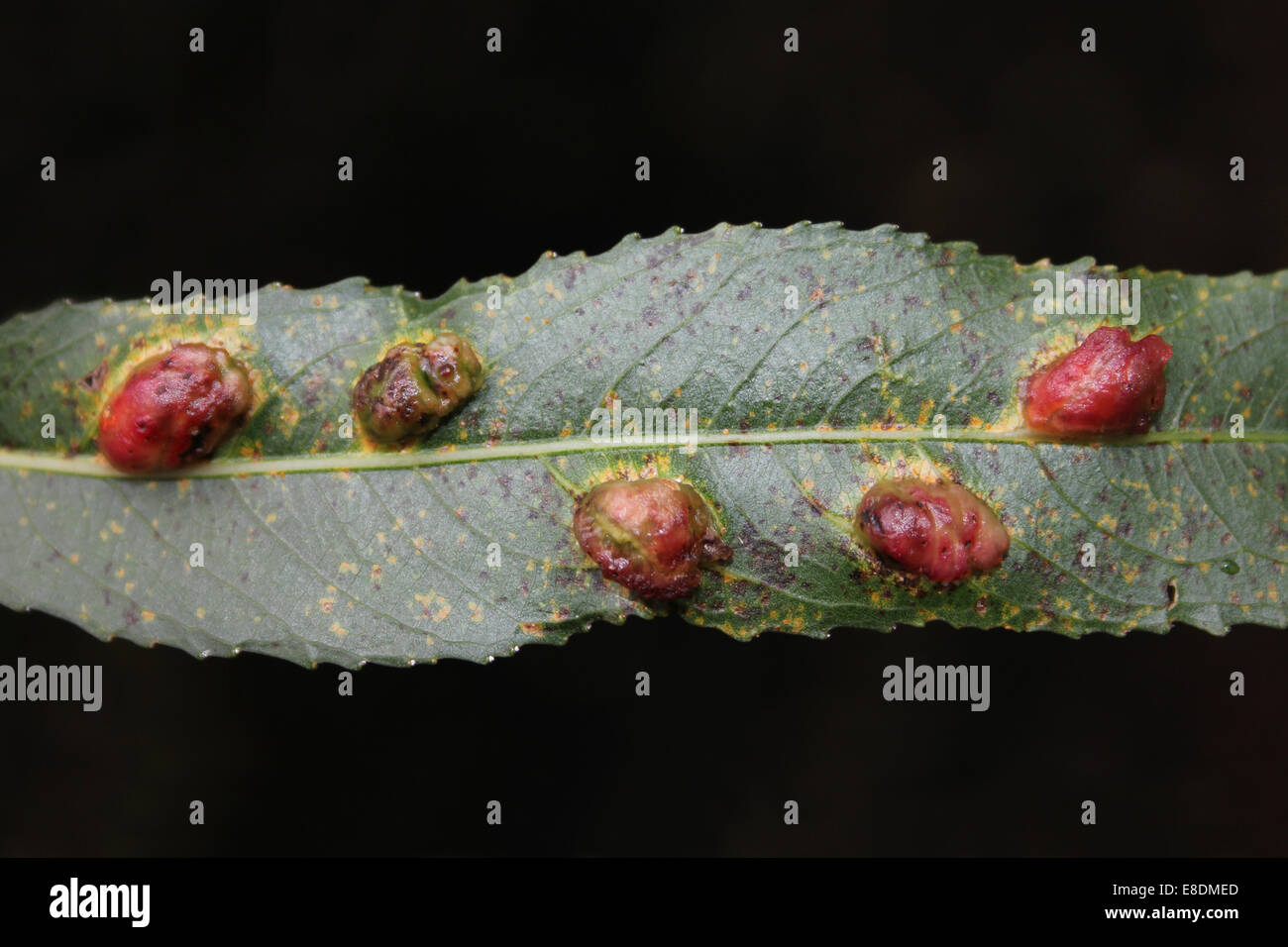 Red Galls on Crack Willow Salix fragilis leaves caused by the Sawfly ...