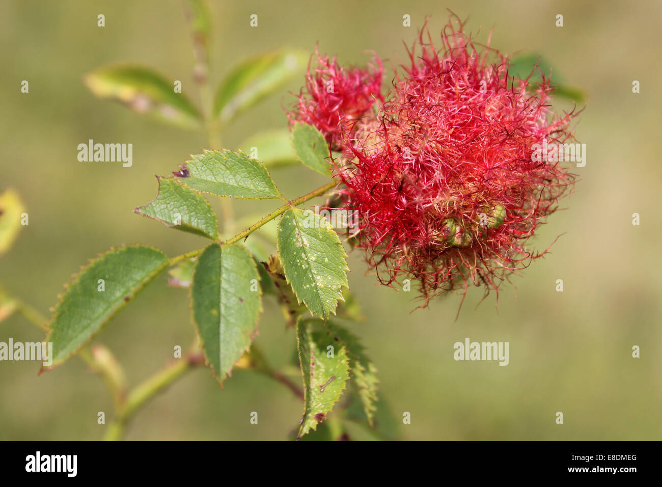 Bedeguar a.k.a. Robin’s Pincushion Gall on Dog Rose Rosa canina caused ...