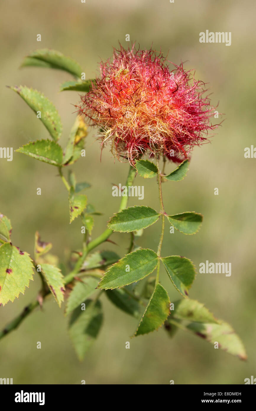 Bedeguar a.k.a. Robin’s Pincushion Gall on Dog Rose Rosa canina caused ...