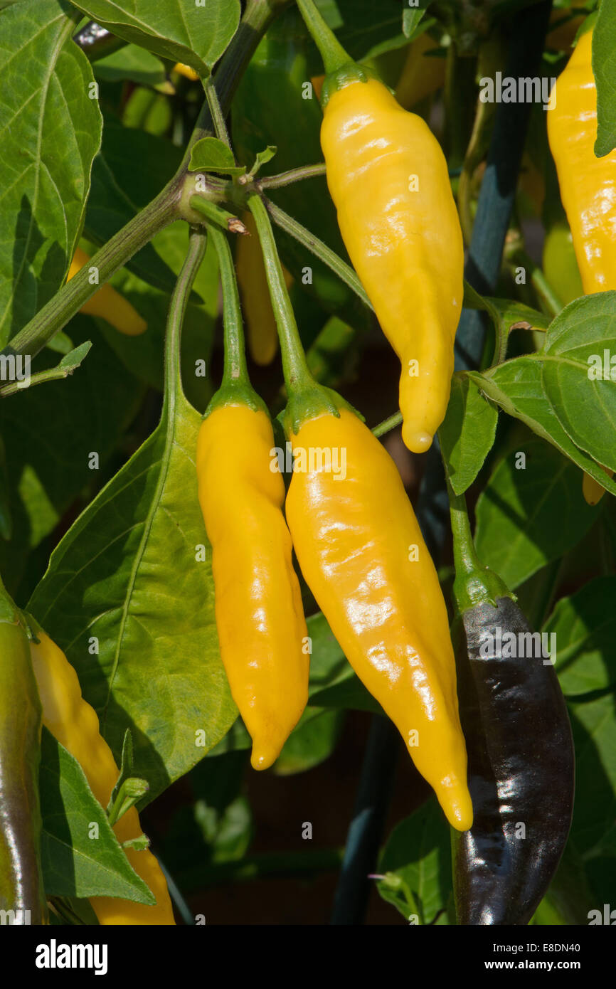 Aji Limon chillies, aka the Peruvian Lemon Drop (Capsicum baccatum ...
