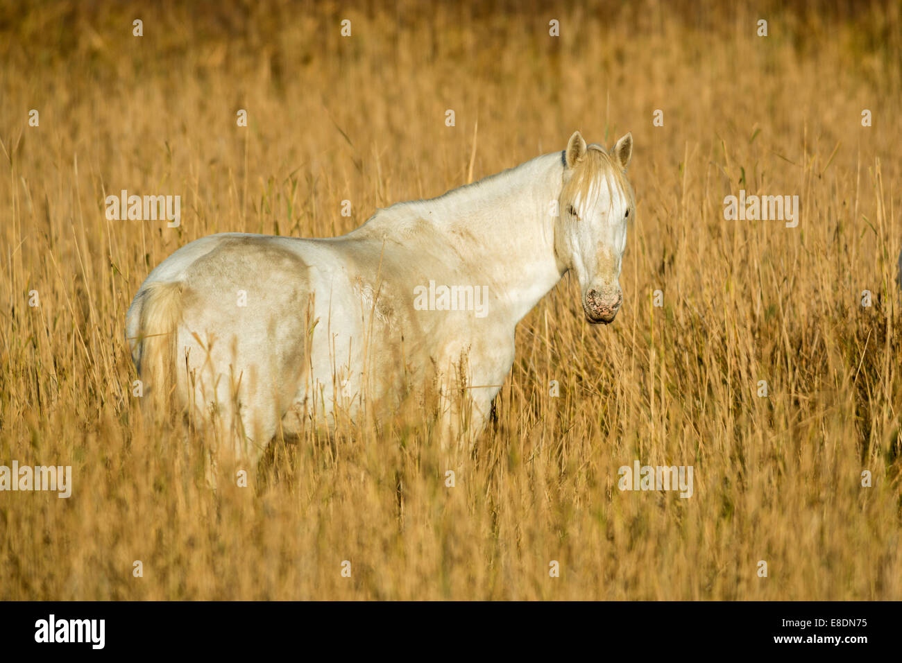 White Camargue Horse,Equus ferus caballus, France Stock Photo - Alamy
