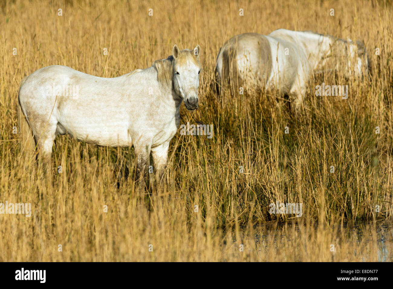 White Camargue Horse,Equus ferus caballus, France Stock Photo - Alamy