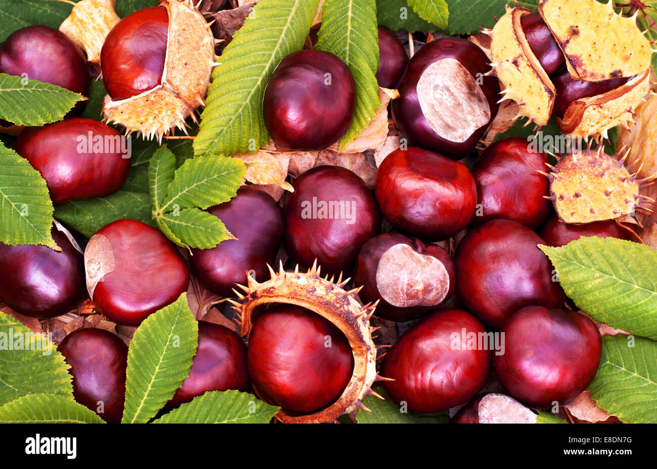 Close up of Conkers with autumn leaves Stock Photo - Alamy