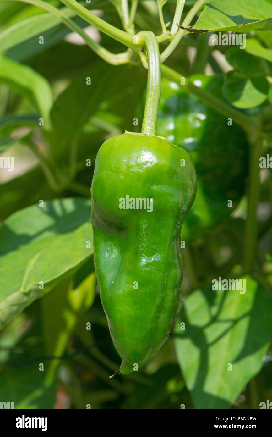 Padron de chile hi-res stock photography and images - Alamy