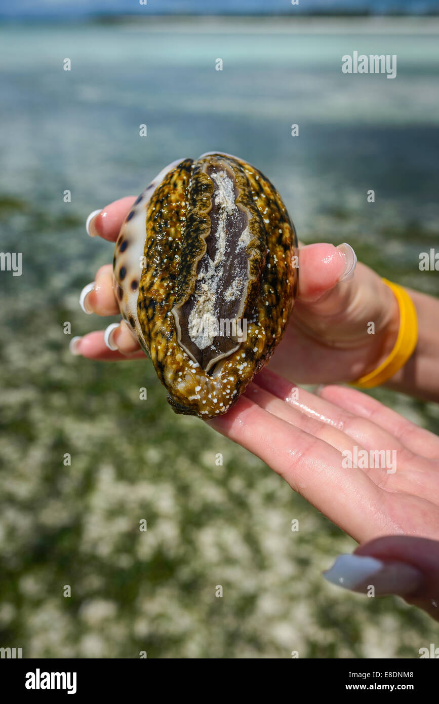 a nice view of Zanzibar seashell,Tanzania Stock Photo - Alamy