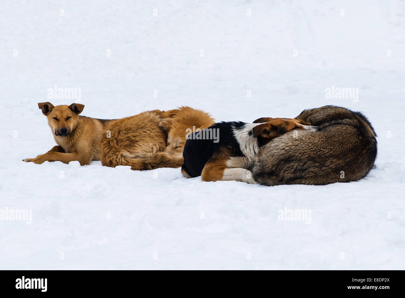 Four stray dogs lay on the snow in cold wintertime Stock Photo - Alamy