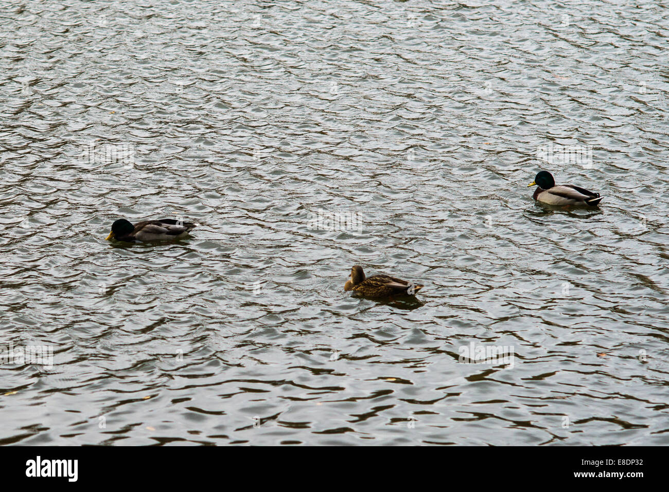 Three ducks rocks on the waves of the cold autumn pond. Damp Weather ...