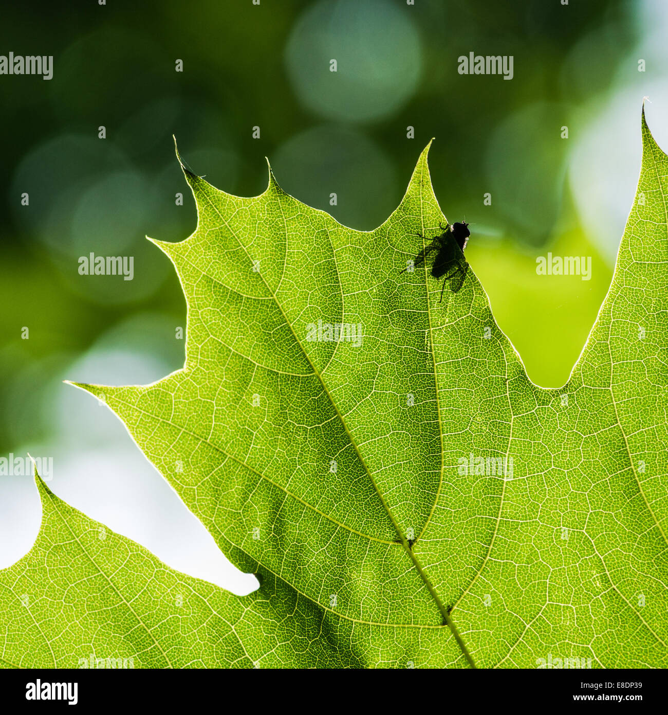 Closeup view of a maple leaf against the sun and a fly peeking out of ...