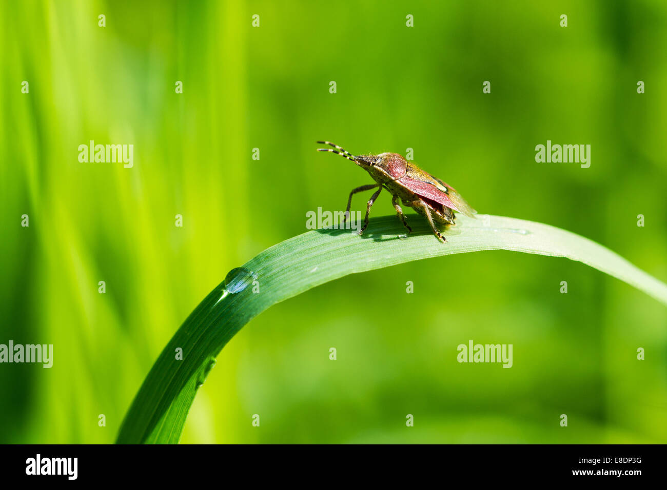 Insect grass hi-res stock photography and images - Alamy