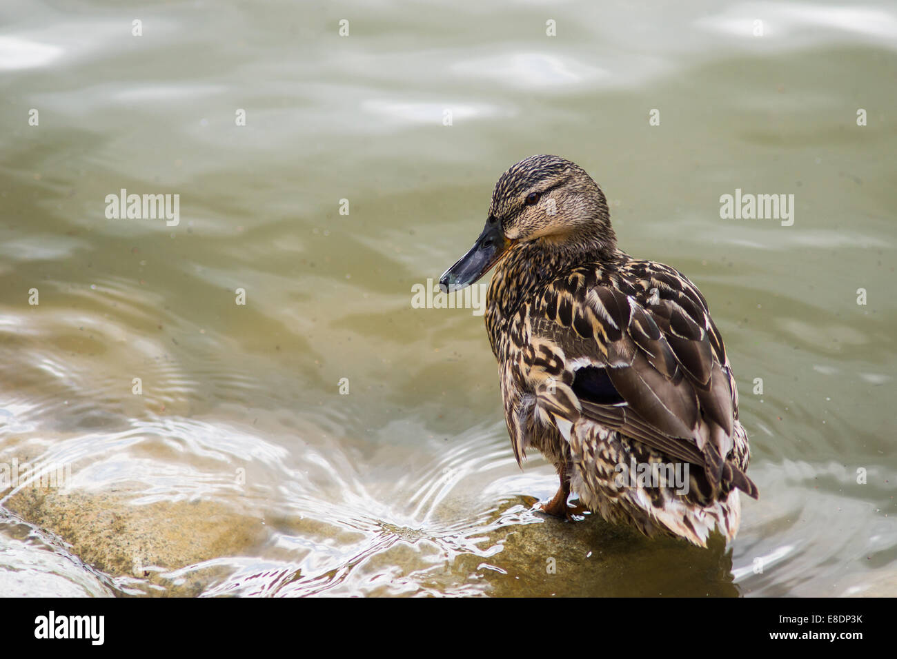 Closeup view of a single duck standing in the water. Let's go for a ...