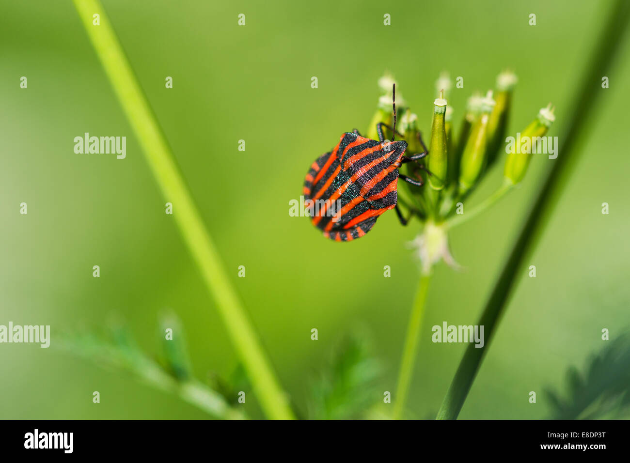 Red shield bug hi-res stock photography and images - Alamy