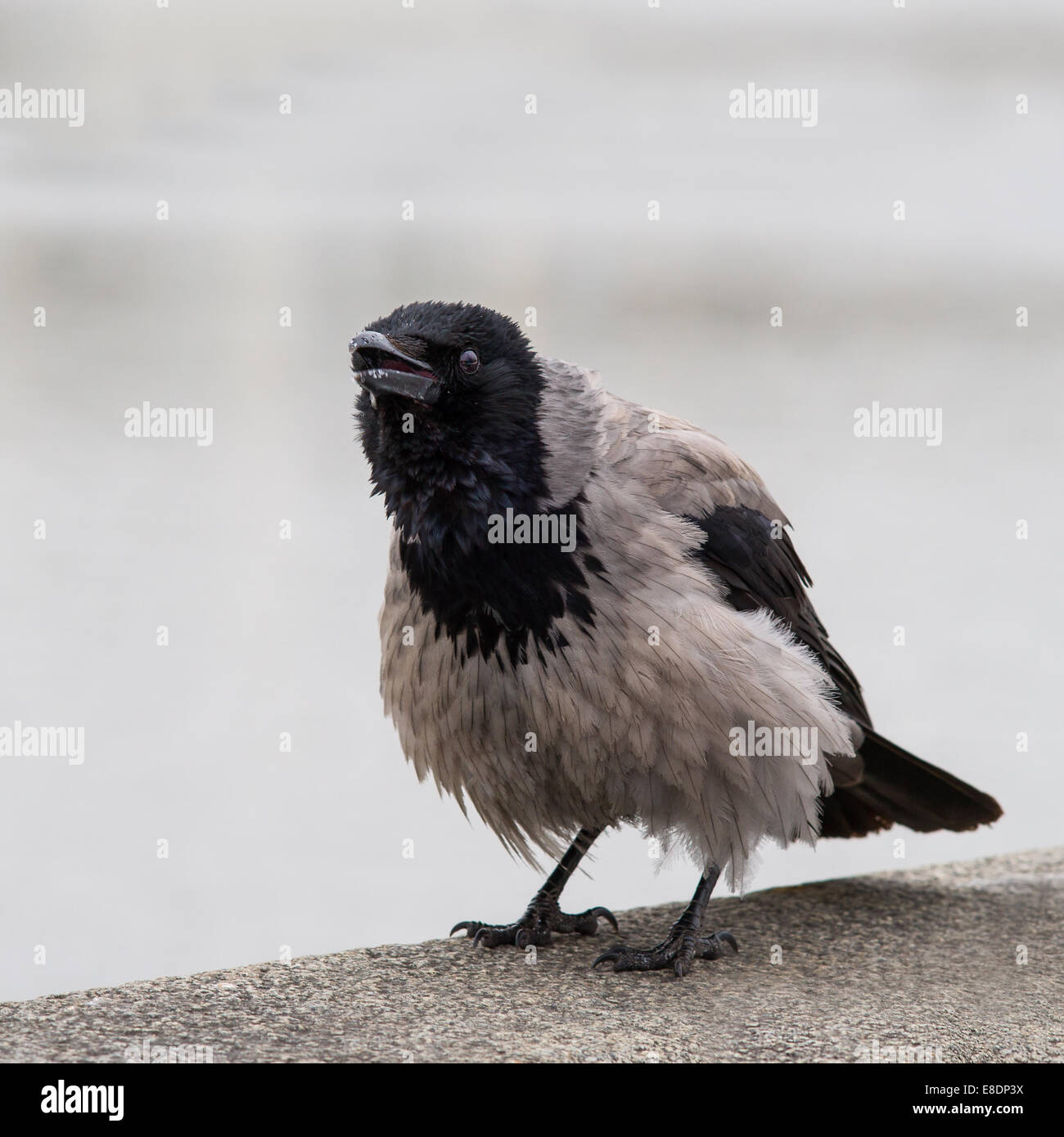 Bad Weather. Portrait of a hooded crow camped on the stony parapet of ...