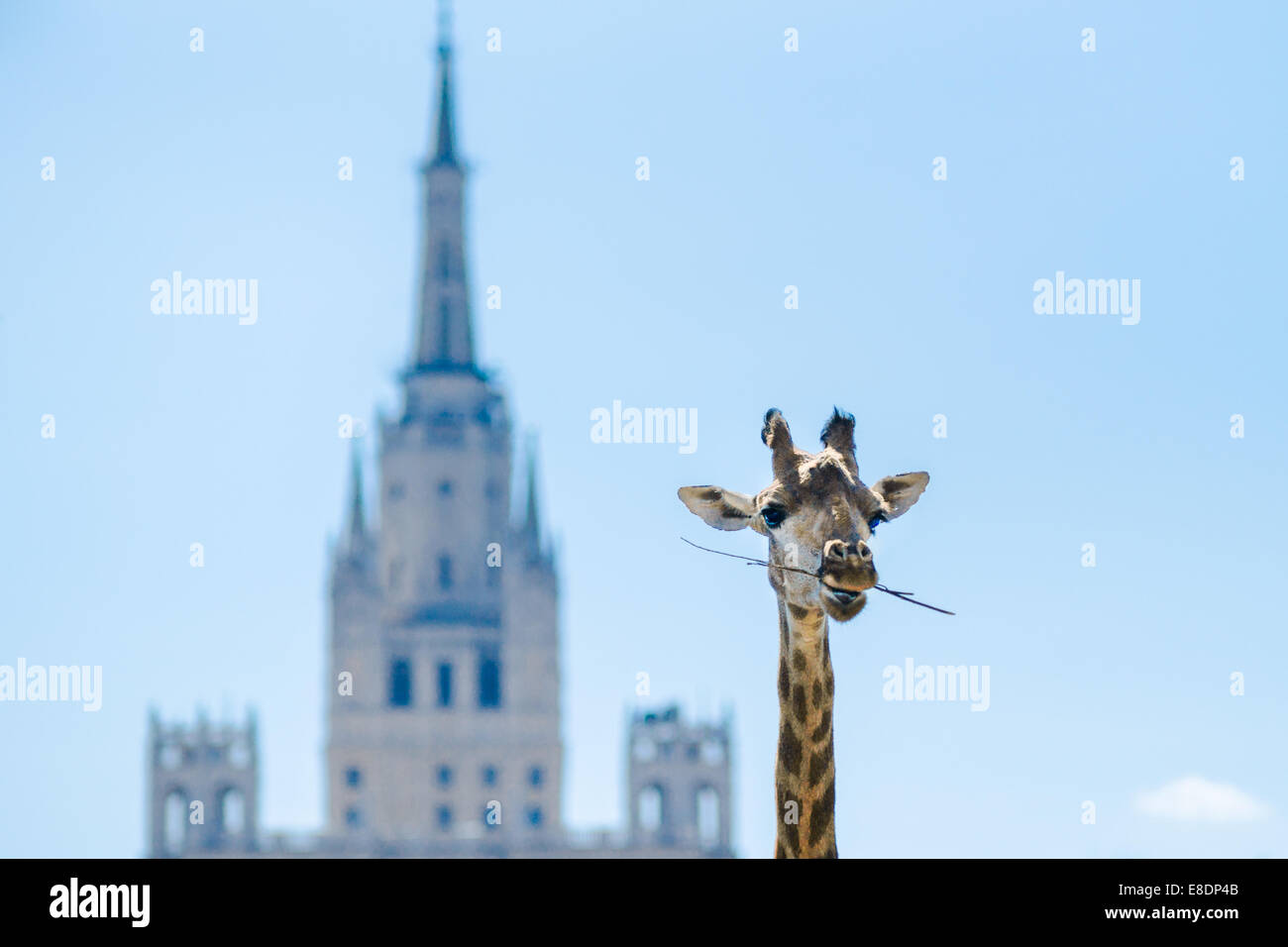 The giraffe building hi-res stock photography and images - Alamy