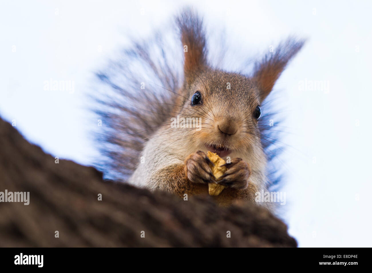 A closeup front view of a squirrel with a walnut in its forepaws. The ...