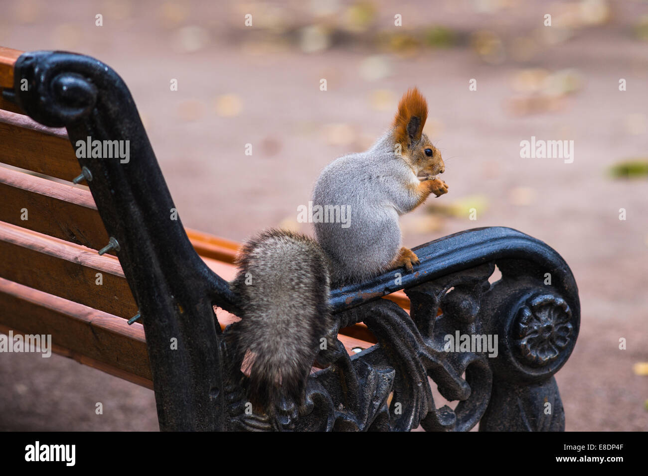 Squirrel sits on a bench in the empty park and eats nuts Stock Photo ...