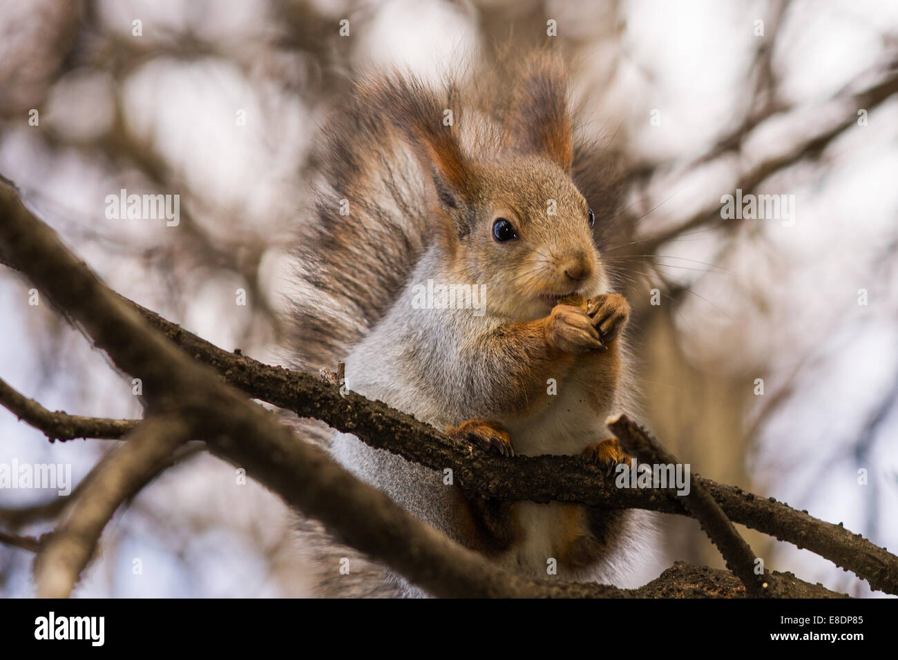 Chiseller hi-res stock photography and images - Alamy