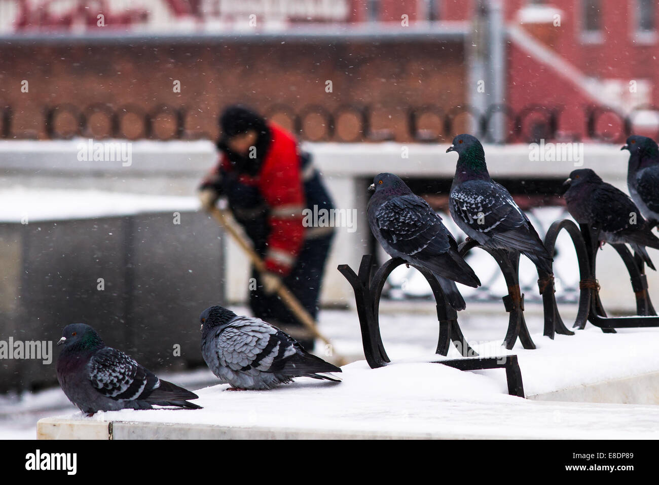 Pigeon poster hi-res stock photography and images - Alamy
