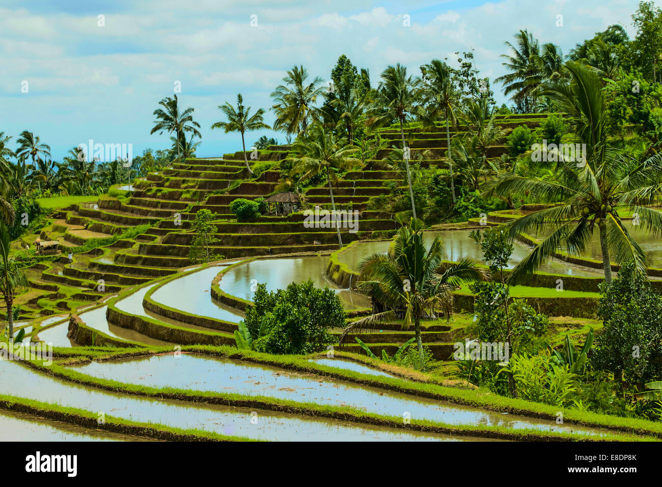 Bali rice fields Stock Photo - Alamy