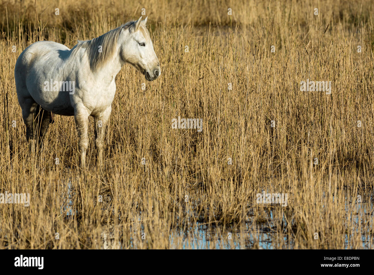 White Camargue Horse,Equus ferus caballus, France Stock Photo - Alamy