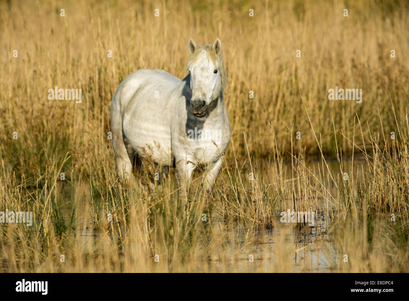 White Camargue Horse,Equus ferus caballus, France Stock Photo - Alamy