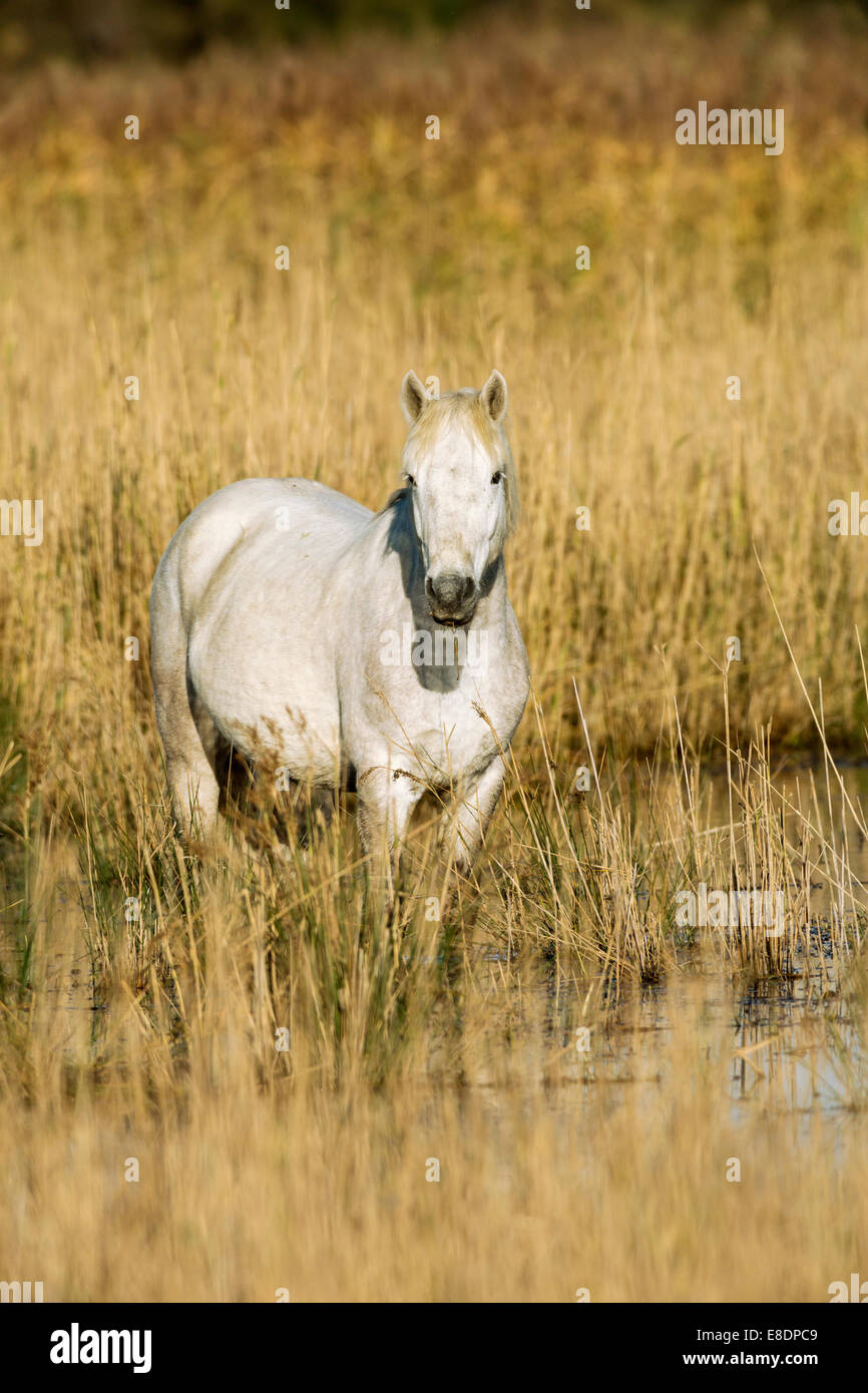 White Camargue Horse,Equus ferus caballus, France Stock Photo - Alamy