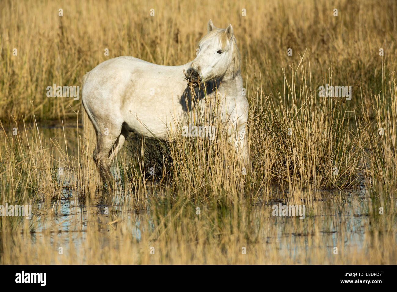 White Camargue Horse,Equus ferus caballus, France Stock Photo - Alamy