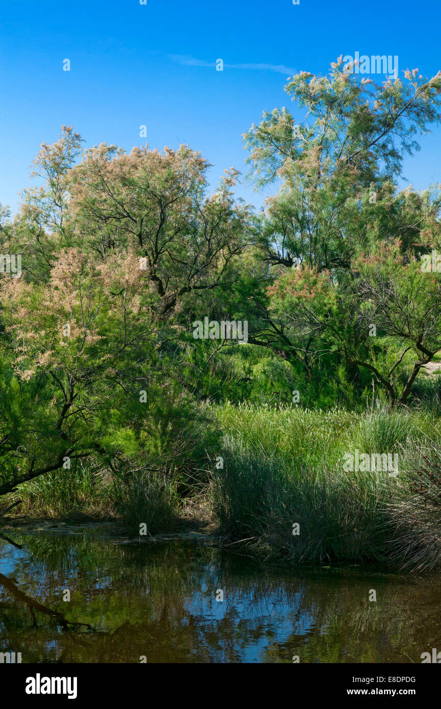 Tamarisk trees hi-res stock photography and images - Alamy