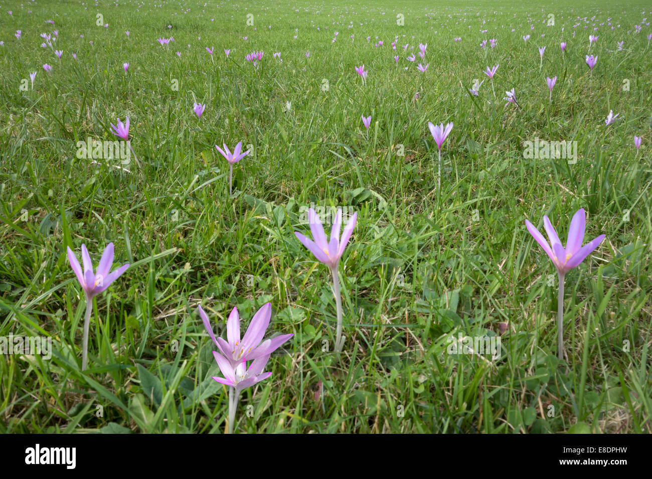 Autumn crocus - Colchicum autumnale Stock Photo - Alamy