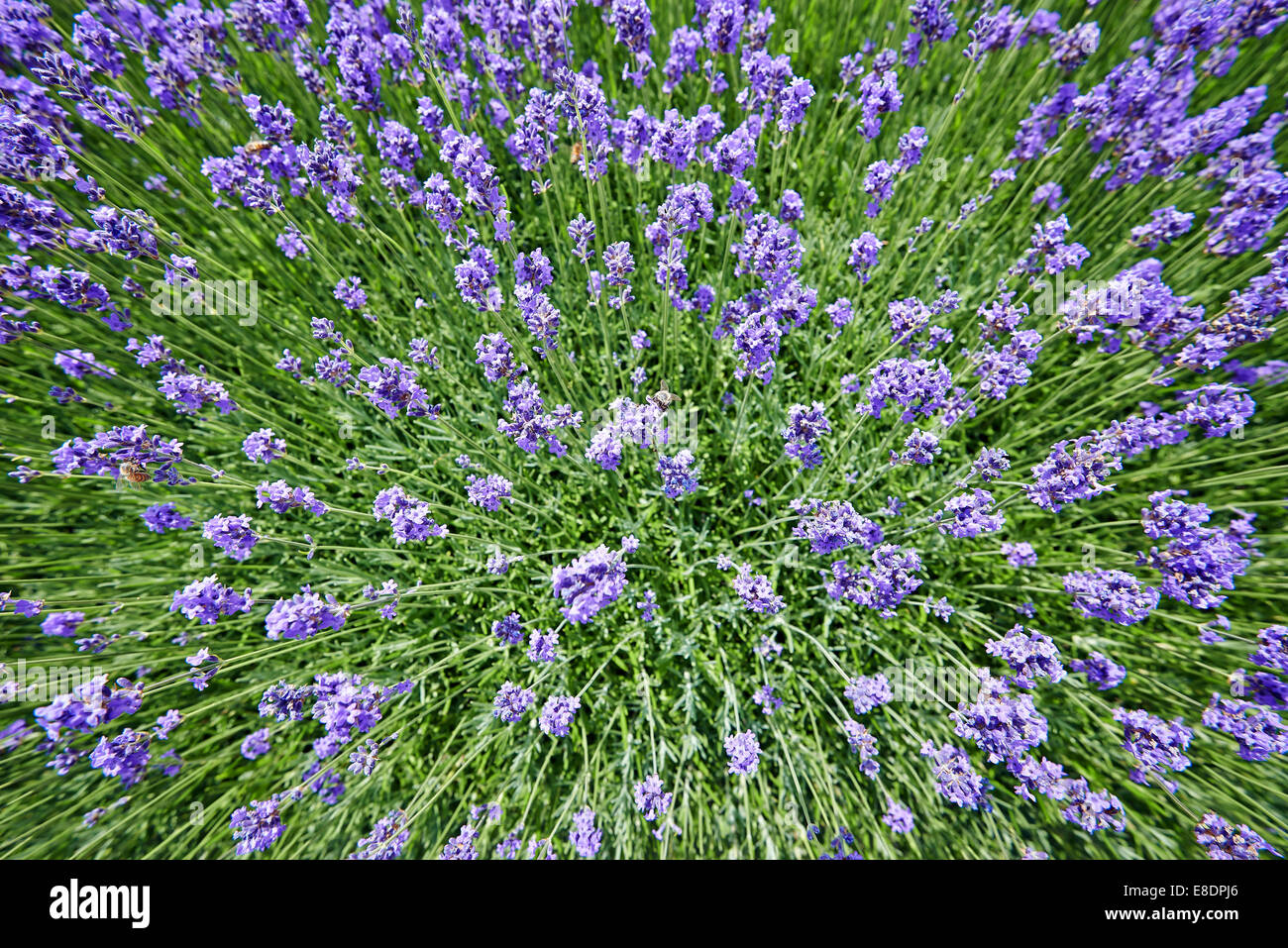 Lavandin flowers hi-res stock photography and images - Alamy