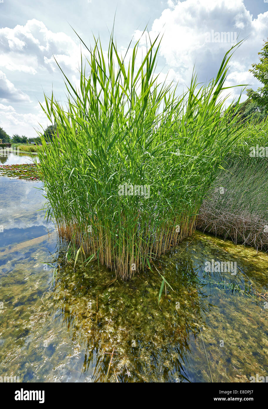 Bulrushes and Lily Pads in a public garden pond Stock Photo - Alamy