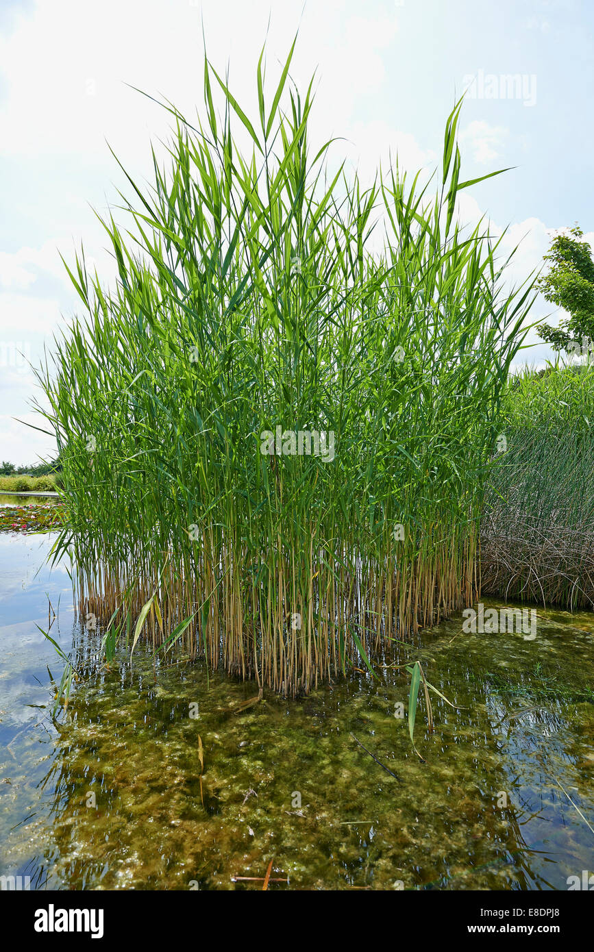 Bulrushes swamp hi-res stock photography and images - Alamy