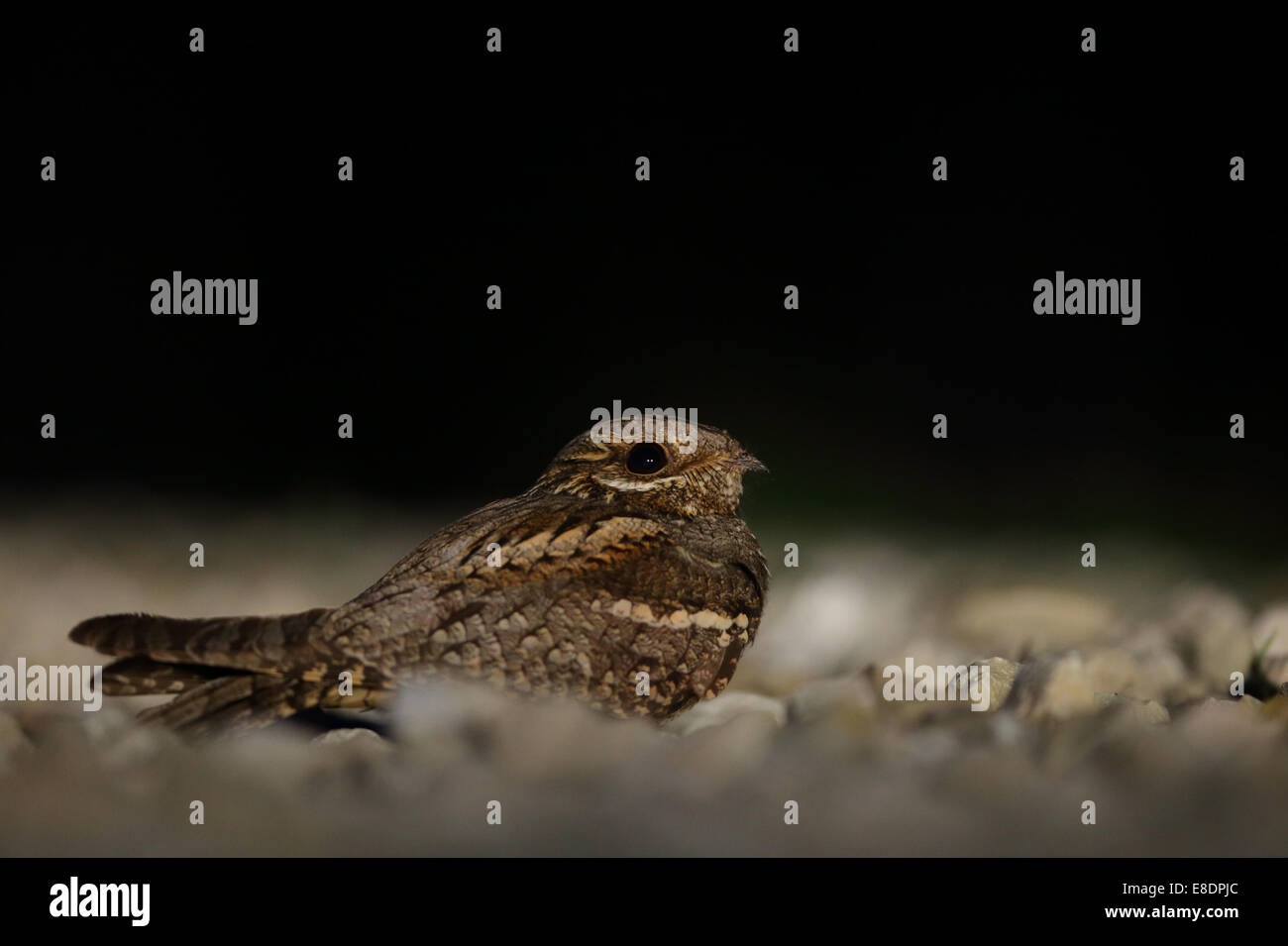 Nightjar bird hi-res stock photography and images - Alamy