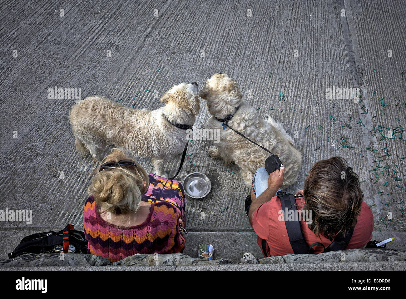 Dog owners taking a break whilst out walking their pets. England UK ...