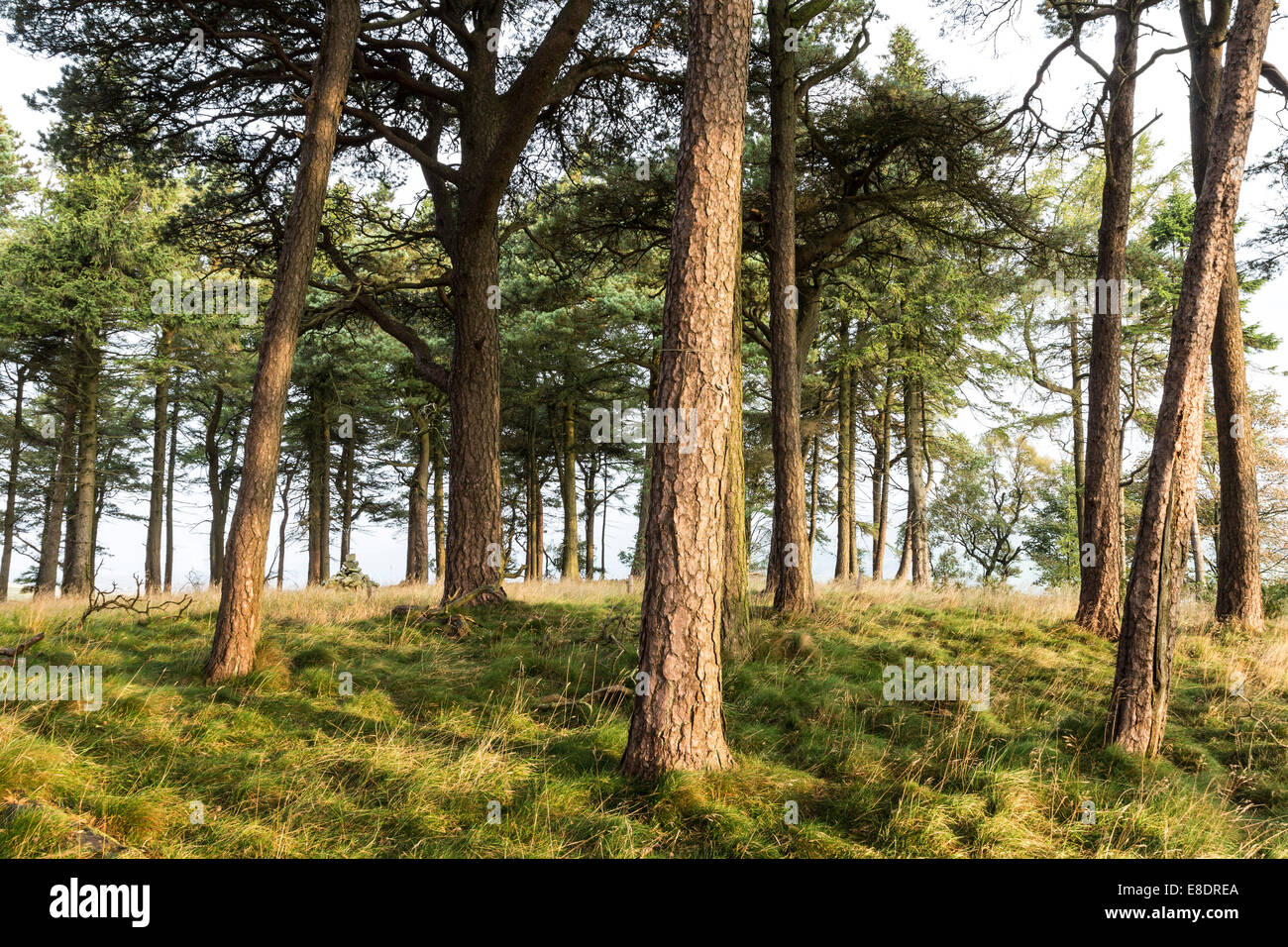 Scots Pine Trees (Pinus Sylvestris) Growing on the Tumulus of ...