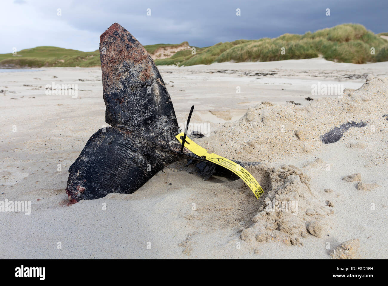 Scottish marine animal stranding scheme hi-res stock photography and ...