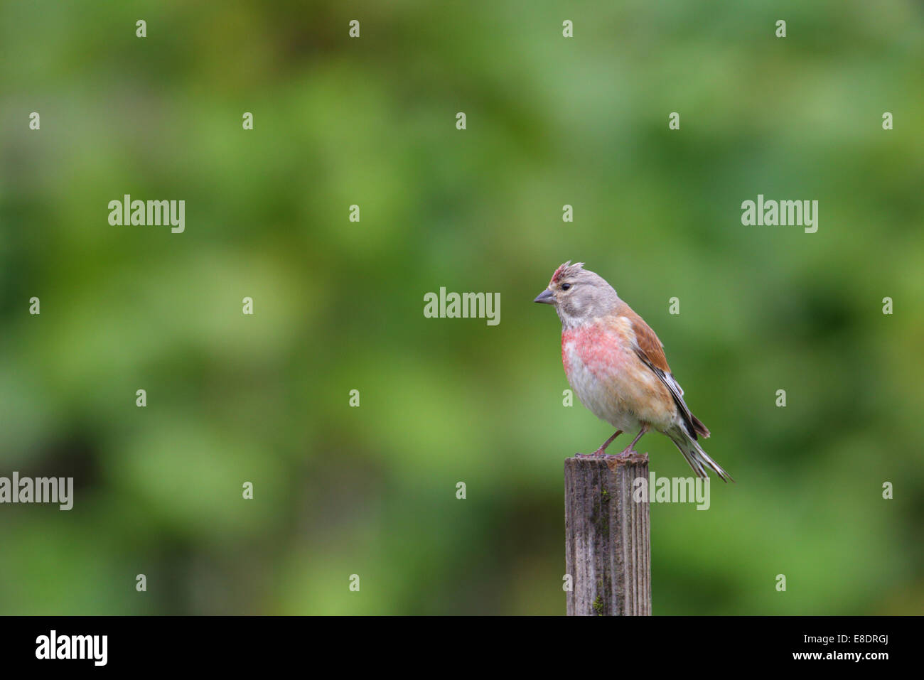 Common breeding bird hi-res stock photography and images - Alamy