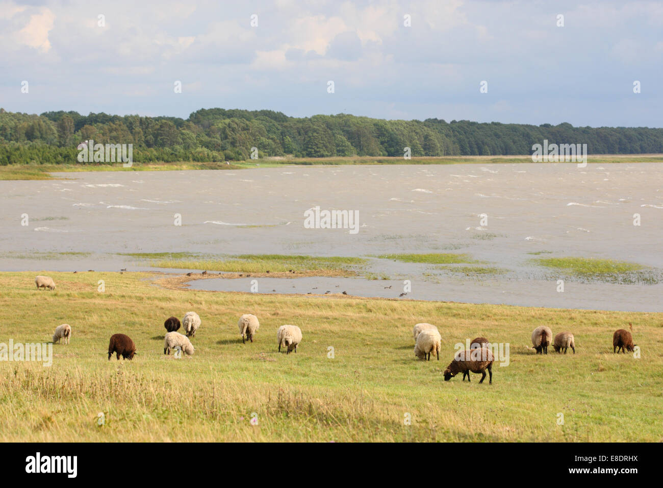 Herd of sheep at unique landform Alvar plain in Matsalu National Park ...