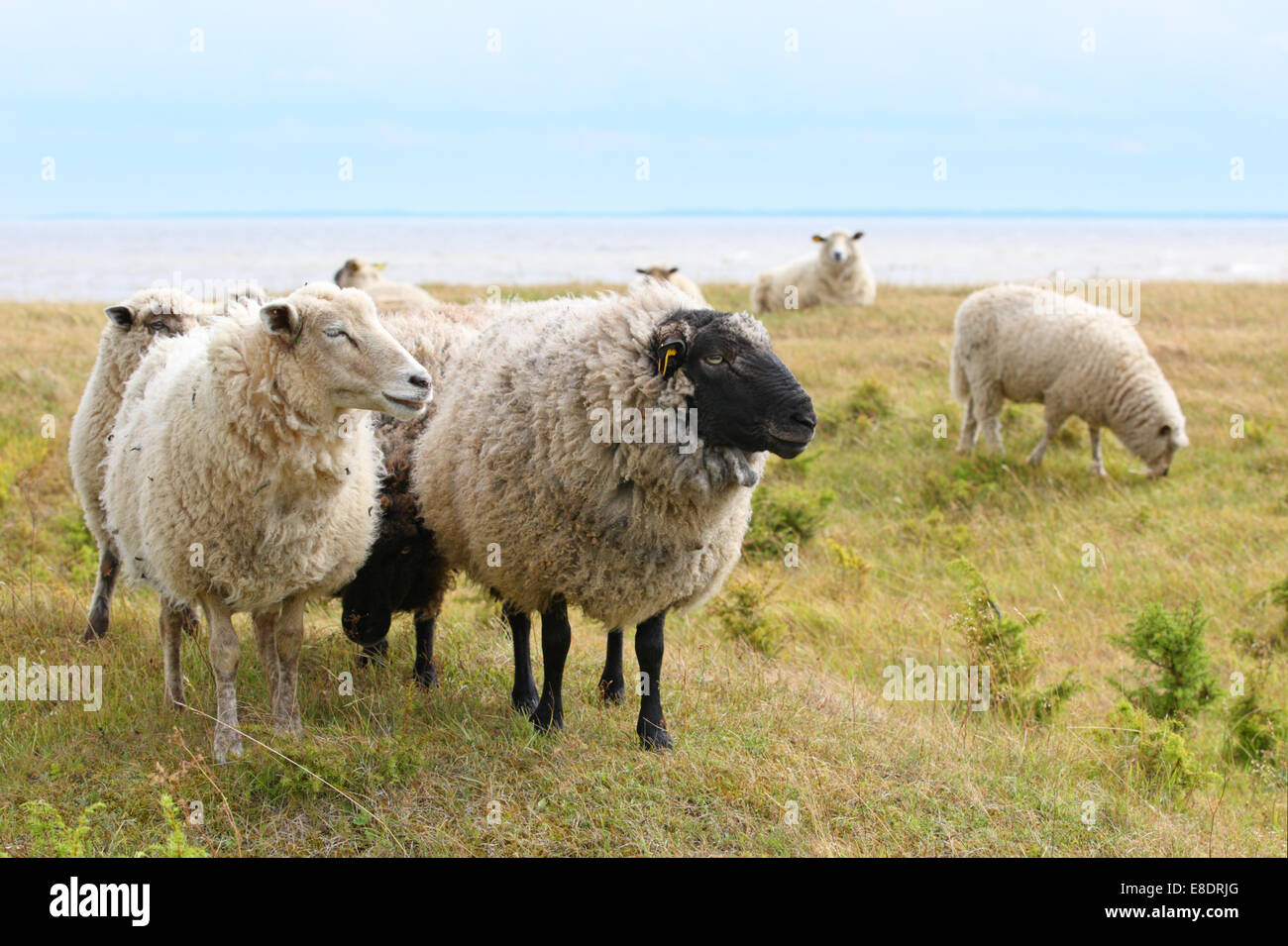 Herd of sheep at unique landform Alvar plain in Matsalu National Park ...